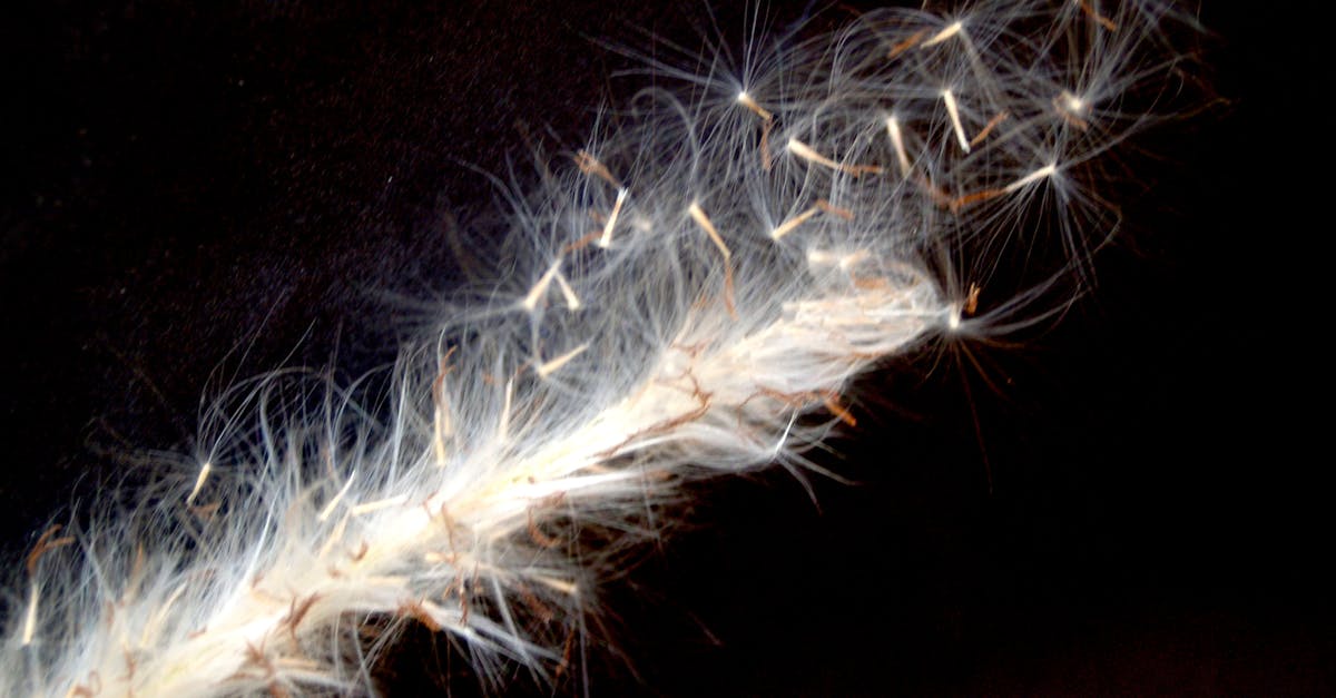 Filaments sébacés ou points noirs : quelles sont les véritables ...